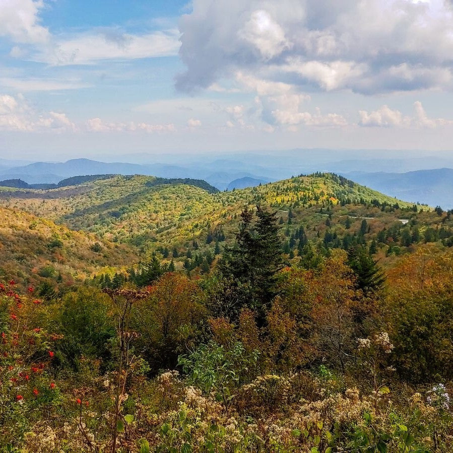 fall walks – cozyblue